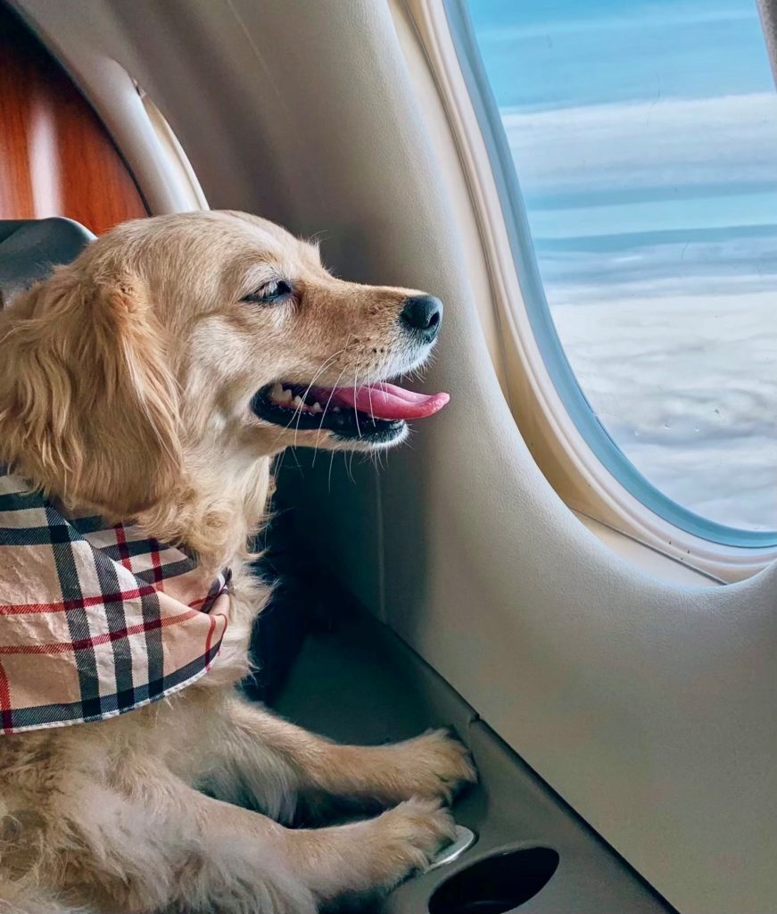 PlaneSense | The PlaneSense® Fleet is Perfect for Pets