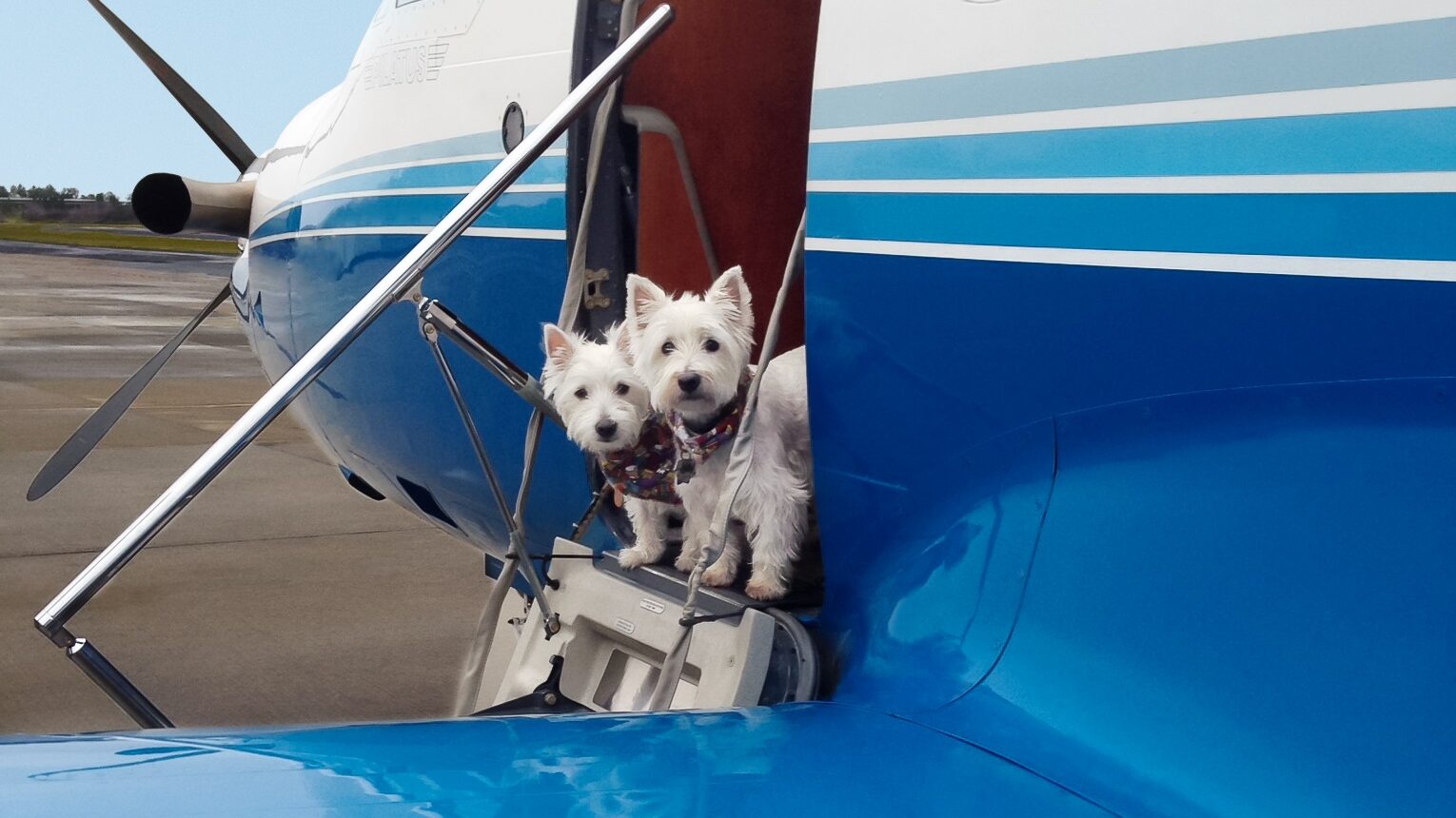 PlaneSense | The PlaneSense® Fleet is Perfect for Pets