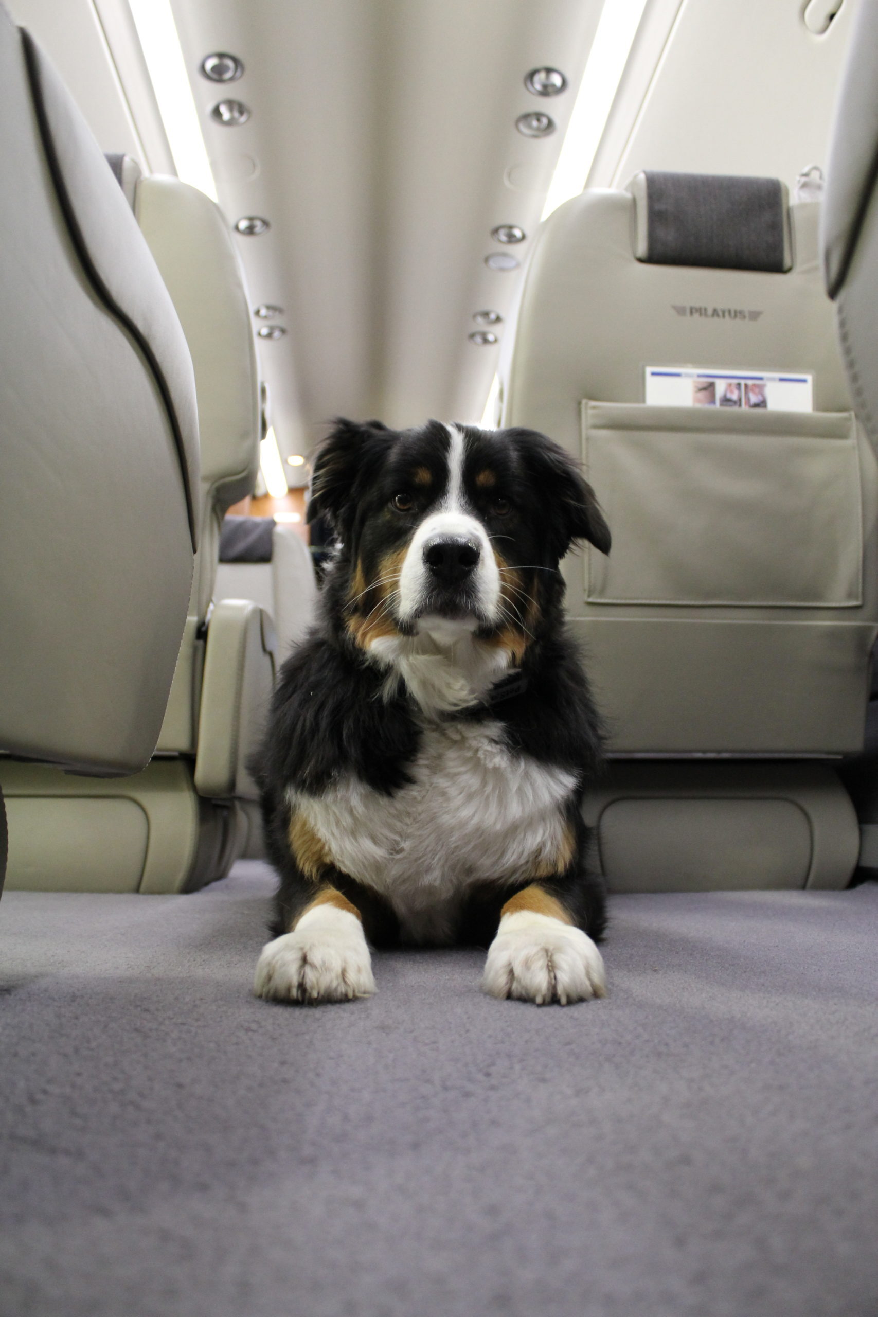 PlaneSense | The PlaneSense® Fleet is Perfect for Pets
